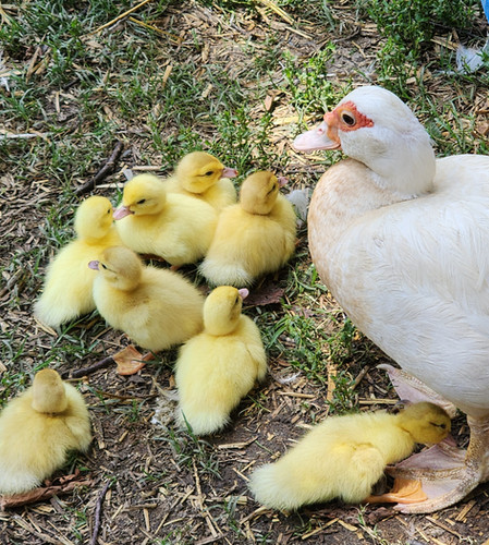 Muscovy *Straight Run* Ducklings | FFFFarmandHatchery