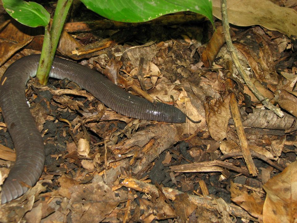 Galería de fotos | red-mesoherp