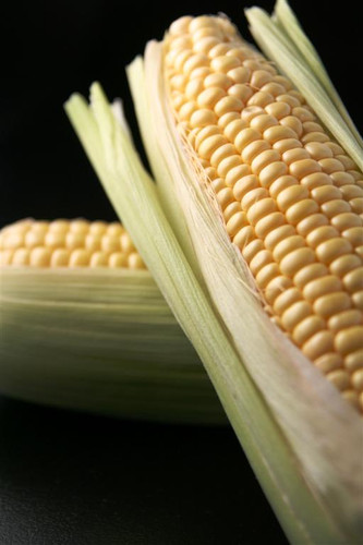 Top-Grade Kenyan Maize | Agri Nova Solutions Litd