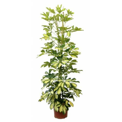 CHIFLERA | Vivero Wortel