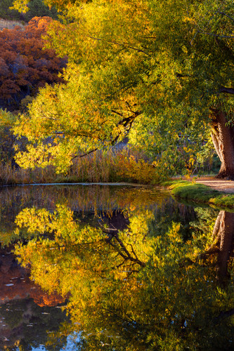 Colorado Springs Fall Colors Photo - Autumn at Rock Ledge Ranch