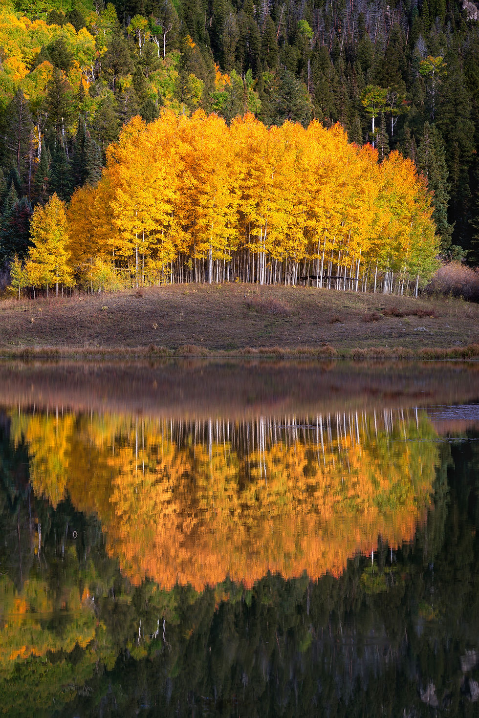 NATURE | DANIEL FORSTER PHOTOGRAPHY