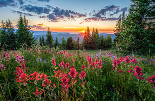Colorado Wildflower Landscape Photo | Stunning Sunset Photography Fine ...