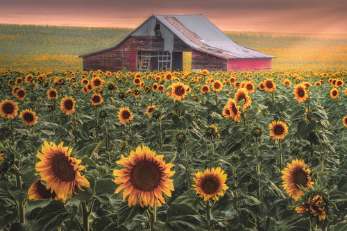 Sunflower Field and Rustic Barn Photo | Fine Art Print