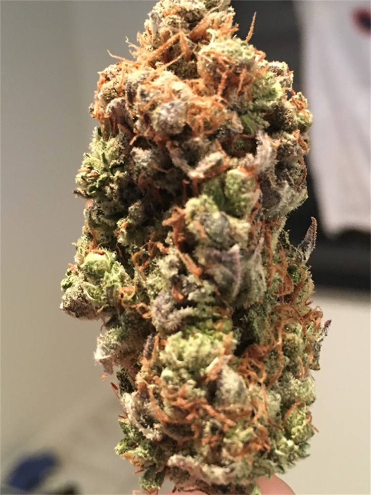 The Rise and Shine of Gumbo Strain in the Cannabis Community