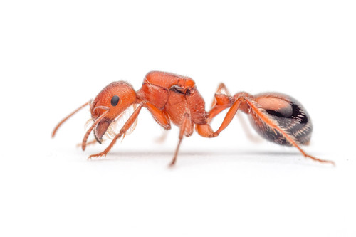 Pogonomyrmex californicus bicolor (Californian Harvester Ant) | Ants HQ