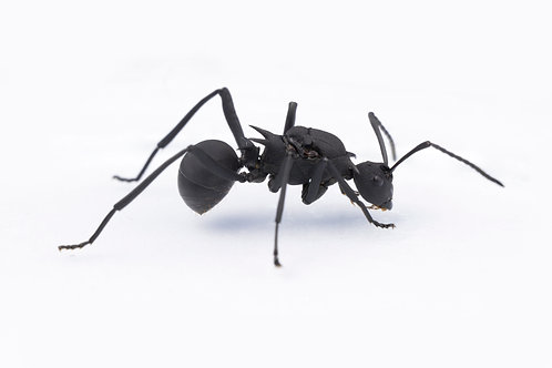 Polyrhachis armata (Spiny Hook Ant) | Ants HQ