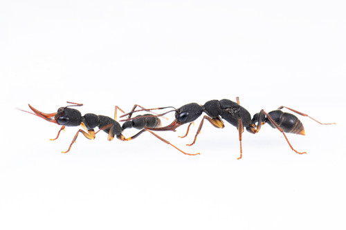 Harpegnathos venator (Primitive Jumping Ant) | Ants HQ