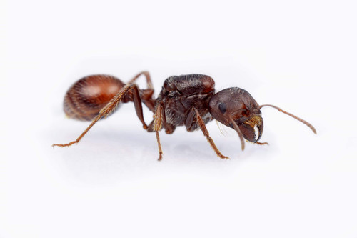 Pogonomyrmex rugosus | Ants HQ