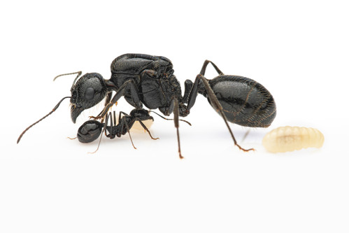 Messor desertus (Giant Asian Harvester Ant) | Ants HQ