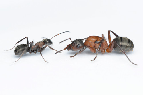 Formica sanguinea (Slave Maker Ants) | Ants HQ