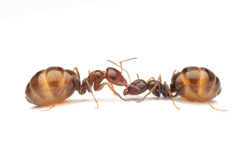 Proformica nasuta (False honeypot ant) | Ants HQ