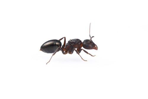 Notoncus ectatommoides | Ants HQ