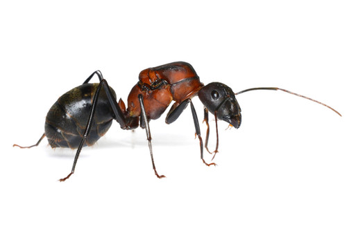 Camponotus angusticollis (Giant, Long Legged Carpenter Ant) | Ants HQ