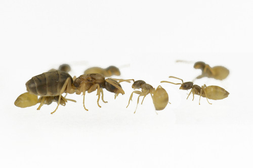Tapinoma melanocephalum (Ghost Ant) | Ants HQ
