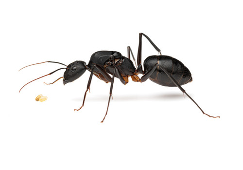Camponotus etiolipes (Long Legged Sugar Ant) | Ants HQ