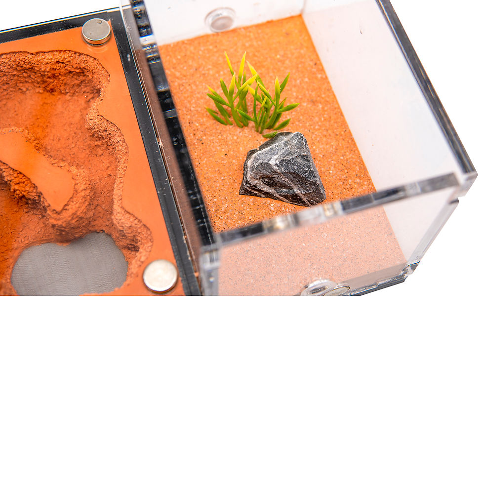 Essentials | Ants HQ