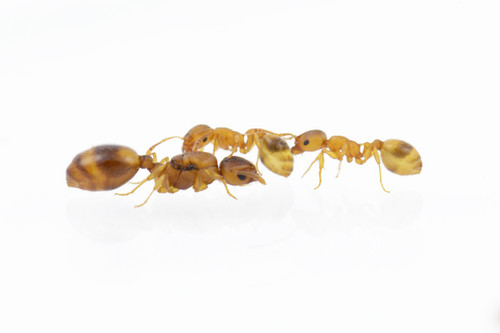 Temnothorax crassispinus (Acorn Ant) | Ants HQ