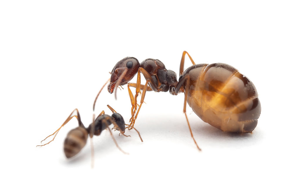 Gifts | Ants HQ