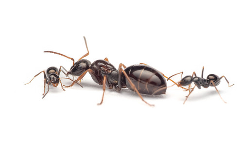 Proformica mongolica (Asian False Honeypot Ant) | Ants HQ