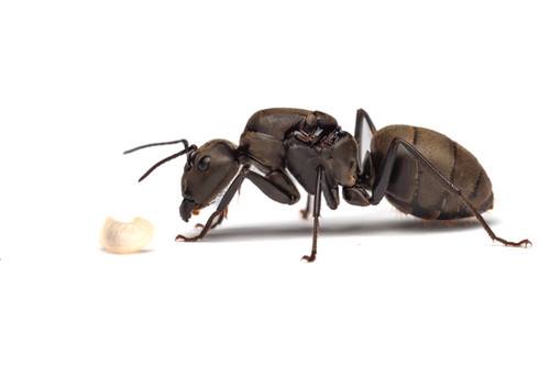Camponotus pseudolendus (Giant Shimmering Carpenter Ant) | Ants HQ