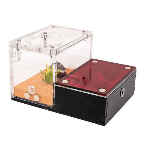 Ultisol I Ant Nest | Ants HQ | Formicarium