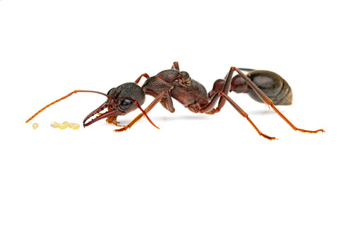 Myrmecia pyriformis (Giant Brown Bulldog Ant) | Ants HQ