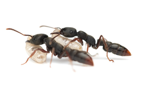 Stigmatomma reclinatum (Vampire Ants) | Ants HQ