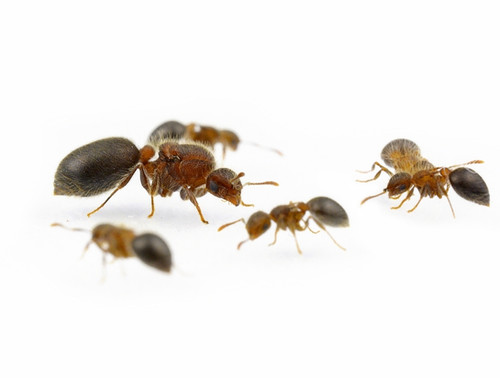 Meranoplus bicolor (Furry Shield Ant) | Ants HQ