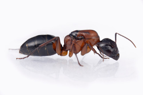 Camponotus texanus (Texas Carpenter Ant) | Ants HQ