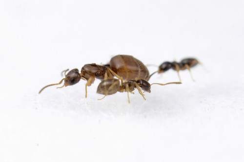 Plagiolepis pygmaea | Ants HQ