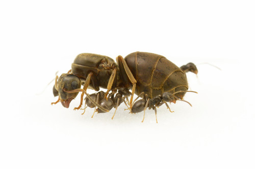 Lasius niger (Common Black Garden Ant) | Ants HQ