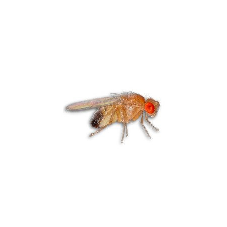 Flightless Fruit Fly Culture (Drosophila hydei) | Ants HQ