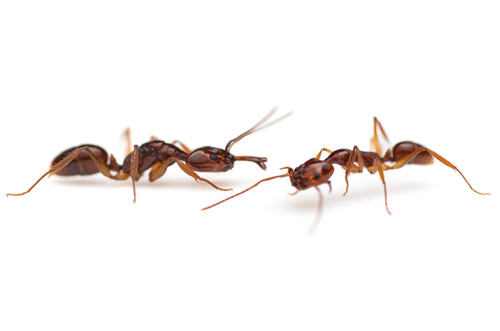 Anochetus risii | Ants HQ