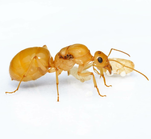 Myrmecocystus navajo (Yellow Honey Pot Ant) | Ants HQ