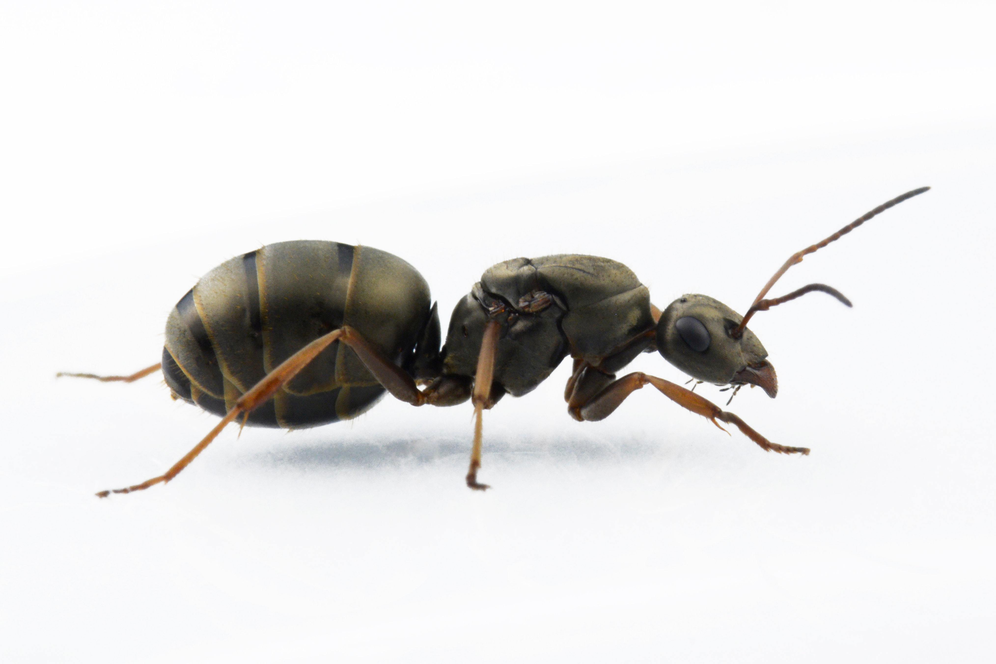 Formica cinerea | Ants HQ