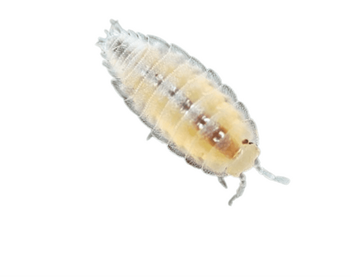 Dwarf Grey Isopods (Clean Up Crew) | Ants HQ