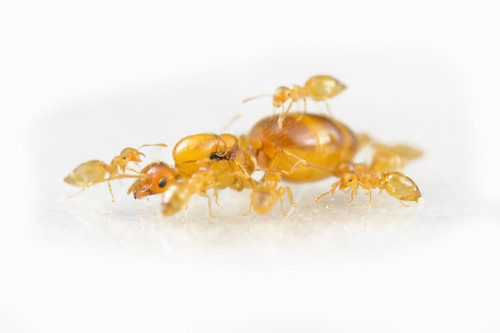 Crematogaster biroi (Yellow Asian Acrobat Ant) | Ants HQ