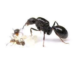 Messor orientalis | Ants HQ