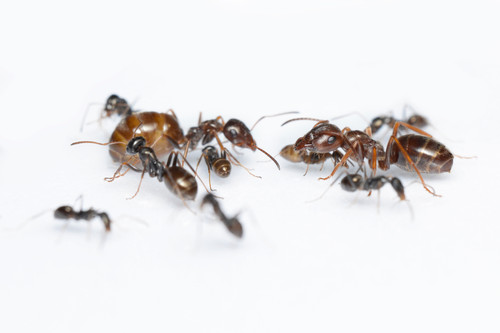 Proformica ferreri (European Honey Pot Ant) | Ants HQ