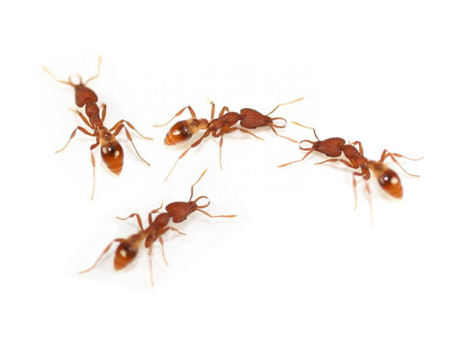 Strumigenys lewisi | Ants HQ