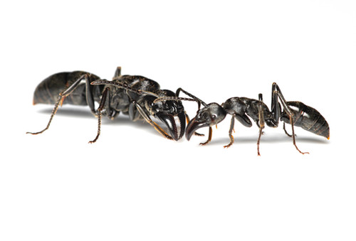 Paltothyreus tarsatus (Giant African Stink Ant) | Ants HQ