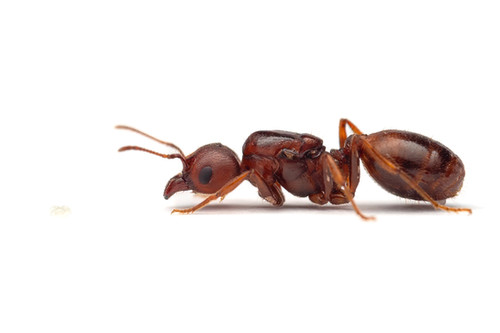 Pheidole obtusospinosa (Trimorphic Big Headed Ant) | Ants HQ