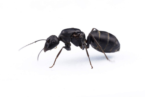 Camponotus micans | Ants HQ