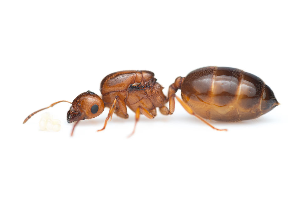 African Ant Species | Ants HQ