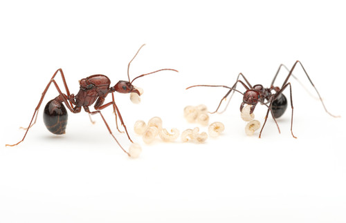 Aphaenogaster swammerdami (Red Long Legged Ant) | Ants HQ