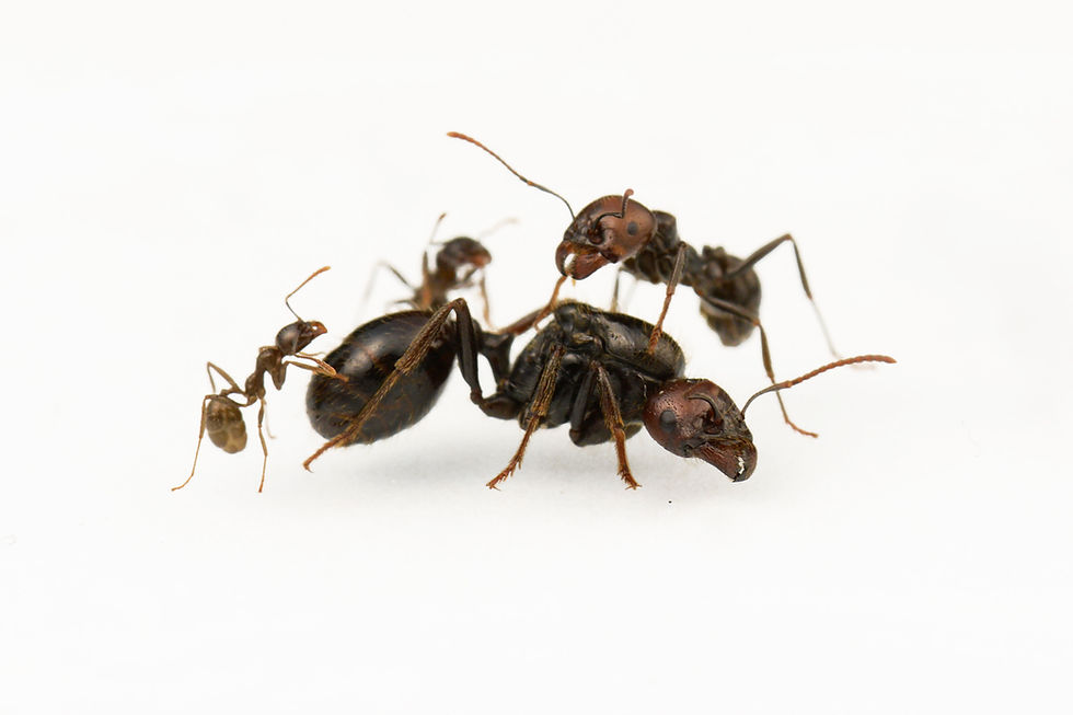 European Ant Species | Ants HQ