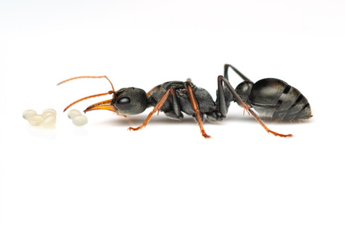 Myrmecia pilosula (Shiny Bulldog Ant) | Ants HQ