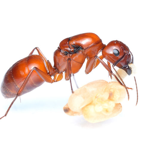 Camponotus Vicinus Diet