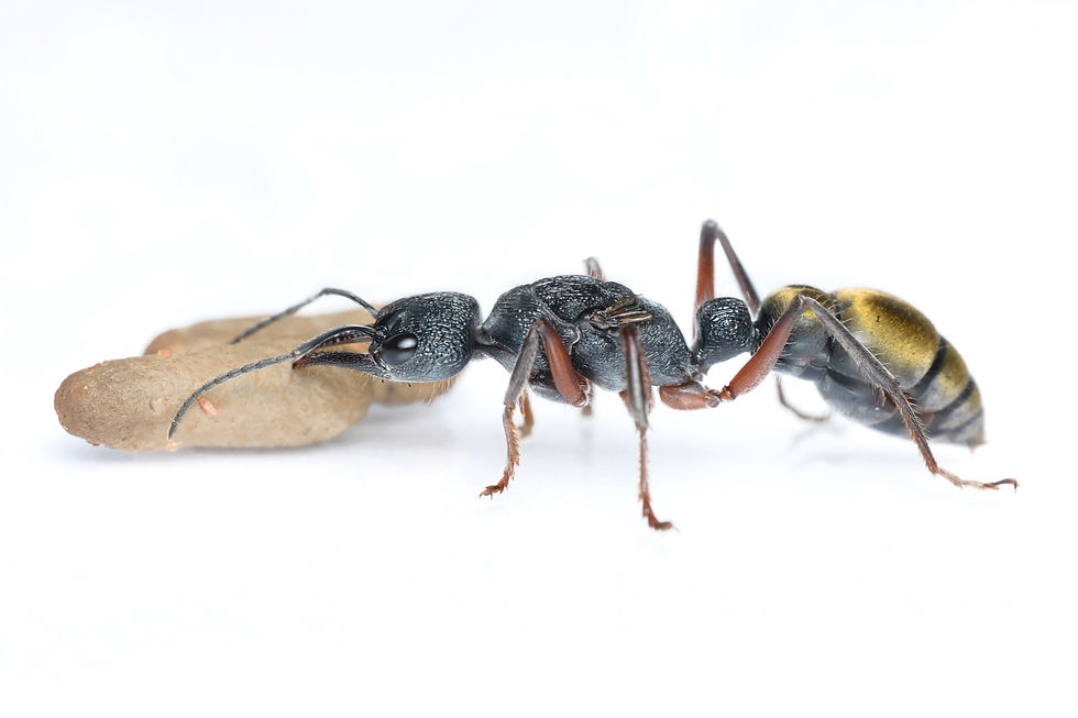 Myrmecia fulvipes (Golden Tailed Bull Ant) | Ants HQ